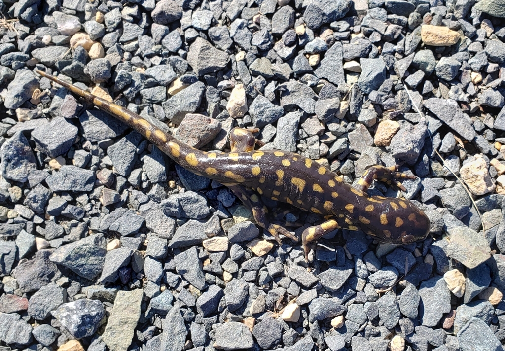 Tiger Salamander from May Township, MN, USA on October 13, 2020 at 11: ...