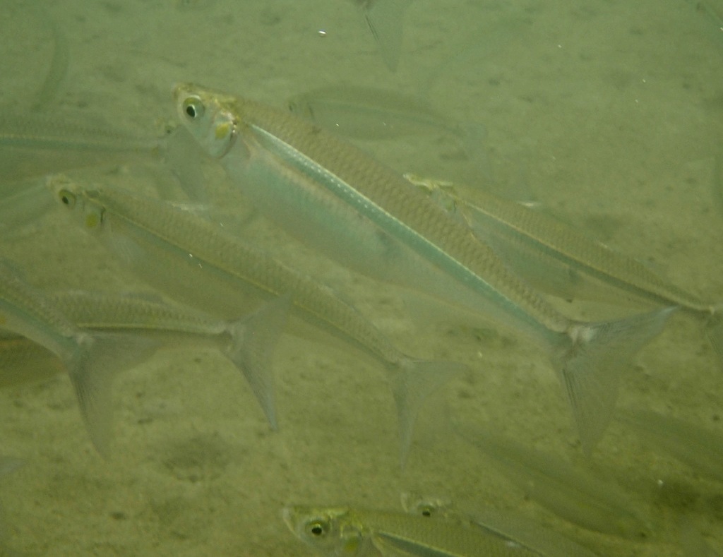 Topsmelt Silverside (Atherinops affinis) - Marine Life Identification
