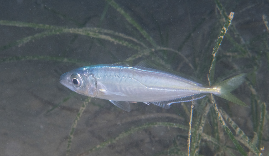 Atlantic Horse Mackerel (Trachurus trachurus) - Marine Life Identification