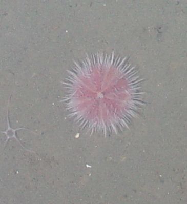 Strongylocentrotus fragilis Jackson, 1912