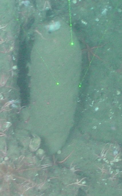 Rhabdocalyptus dawsoni (Lambe, 1893)