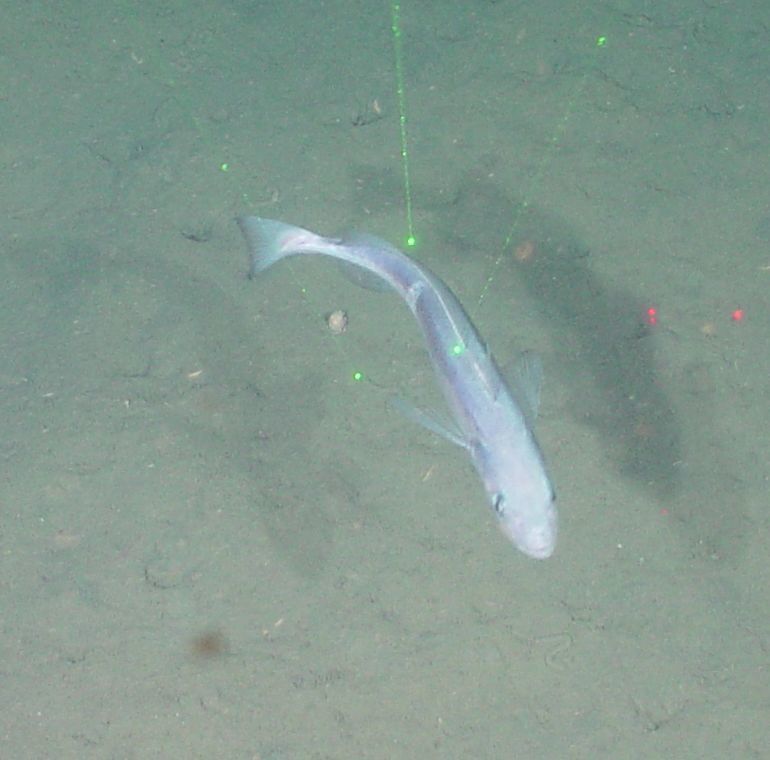 Pacific Hake (RCA monitoring annotation species ID guide) · iNaturalist