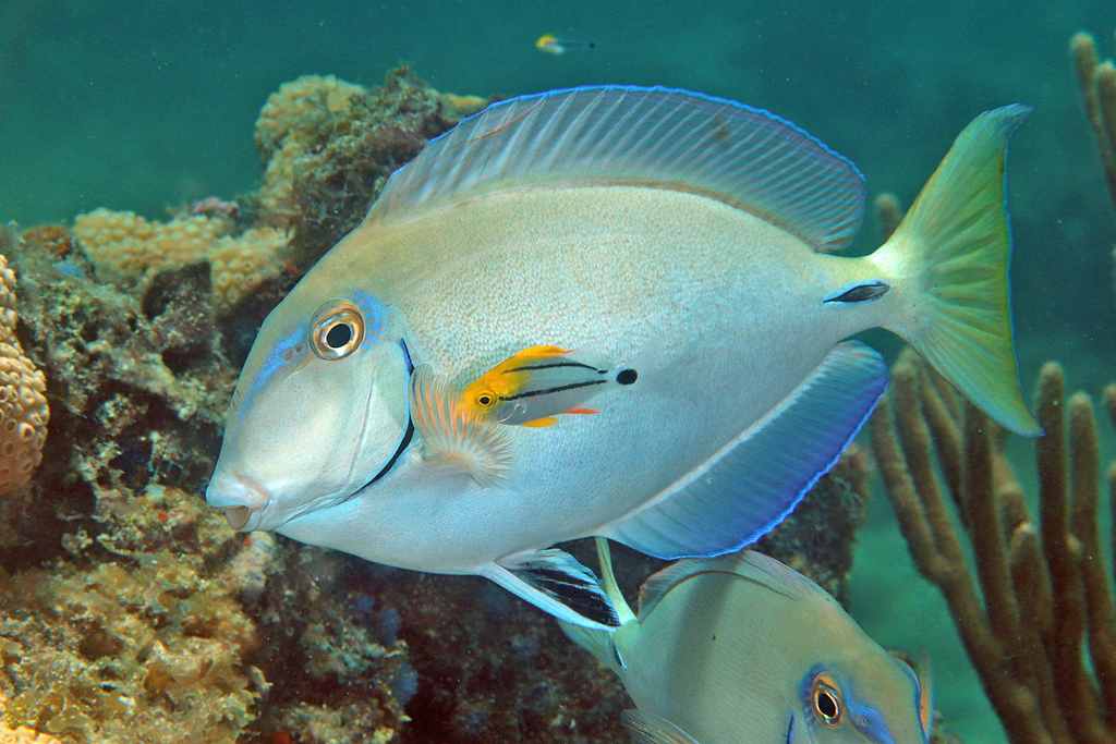 Brazilian Ocean Surgeonfish (Acanthurus bahianus) - Marine Life ...