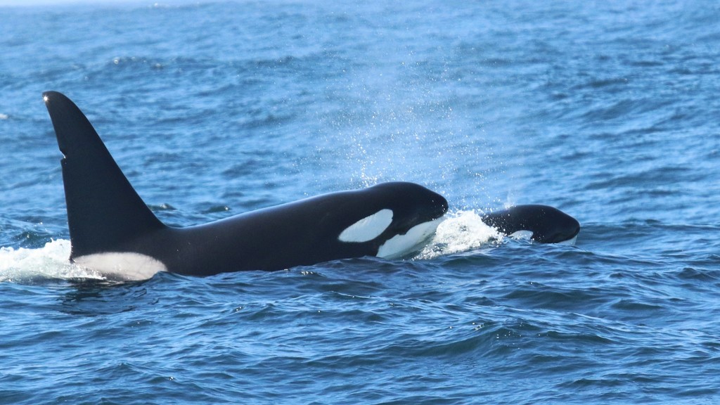 Orca on September 27, 2020 at 12:03 PM by Mario Balitbit. x3 ...