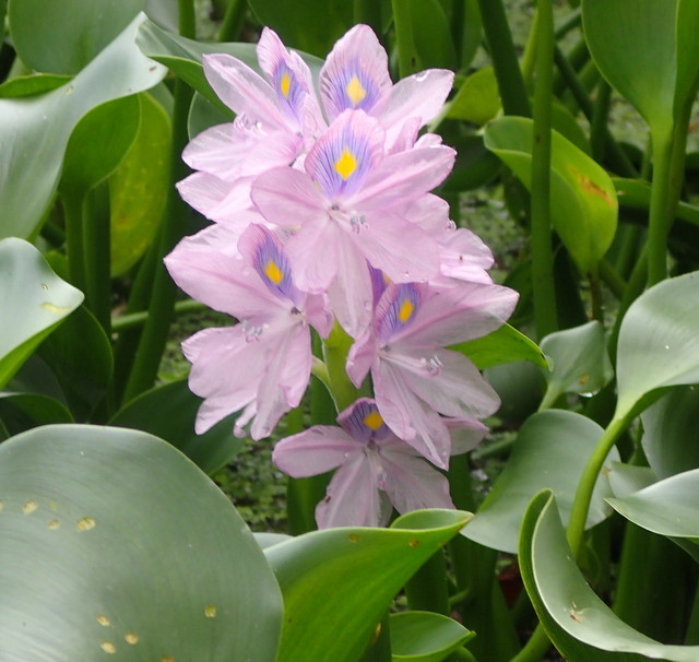 common water hyacinth from Leon County, FL, USA on October 13, 2020 at ...