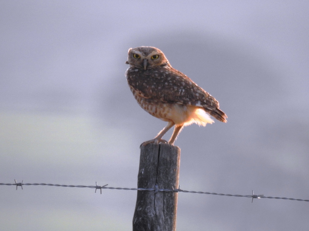 Burrowing Owl from Piracicaba - SP, Brasil on October 11, 2020 at 05:35 ...