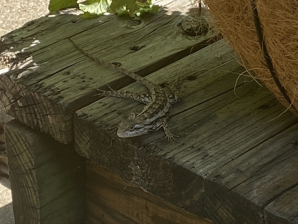 Texas Spiny Lizard from Austin, TX 78704, USA on August 18, 2020 at 04: ...
