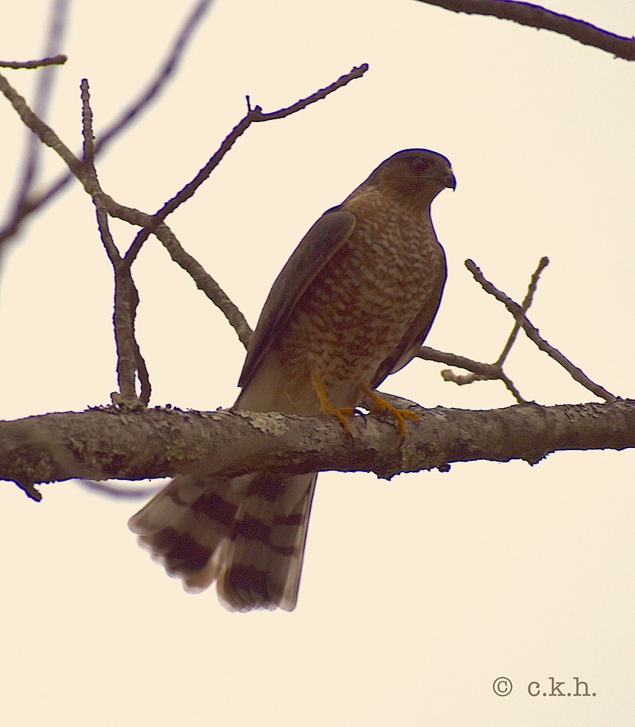 Sharp-shinned Hawk from Townshend, VT, USA on October 12, 2020 at 12:41 ...