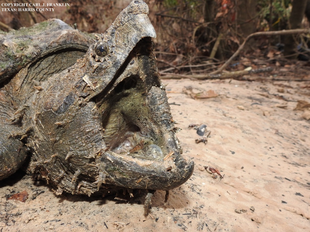 Alligator Snapping Turtle in January 2016 by texasturtles · iNaturalist
