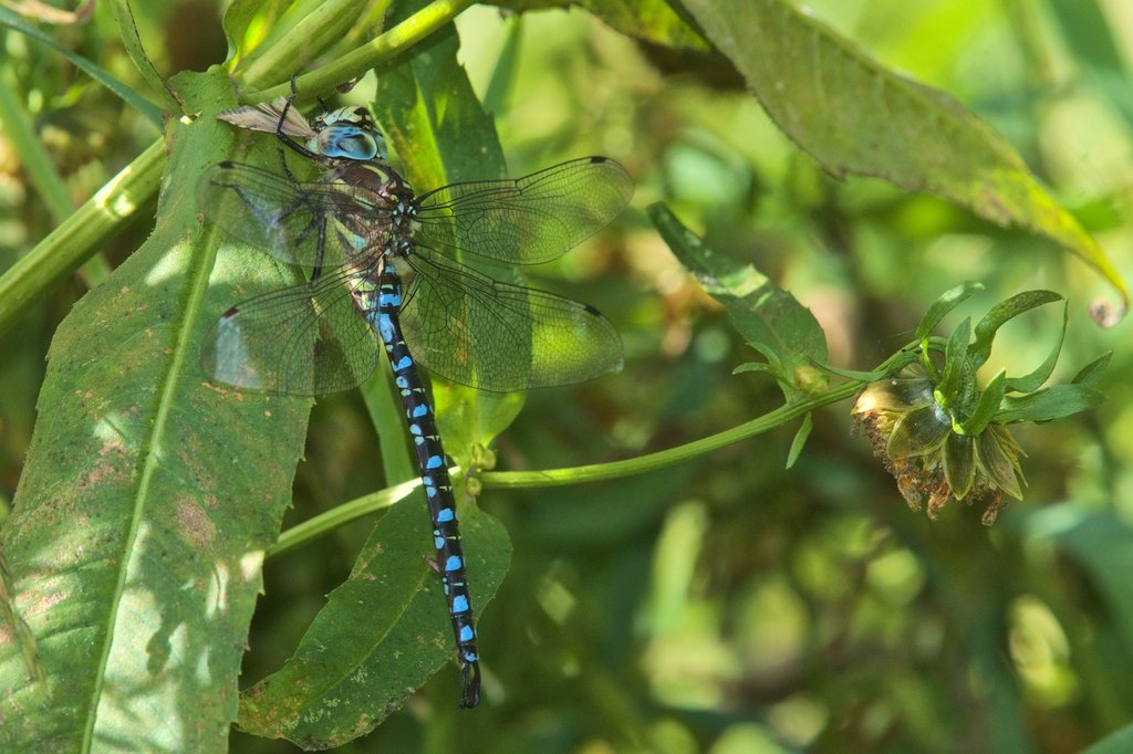 Paddle-tailed Darner from Smith and Bybee Wetlands, Portland, OR on ...