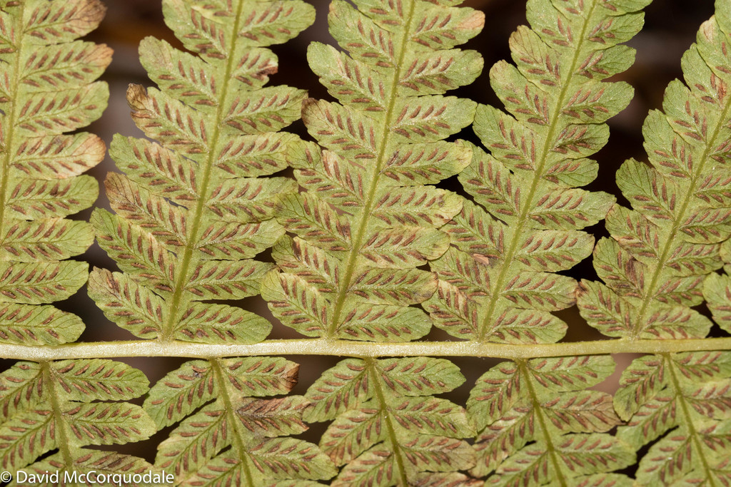 Ladyferns and allies (Athyriaceae) - Botanical Realm