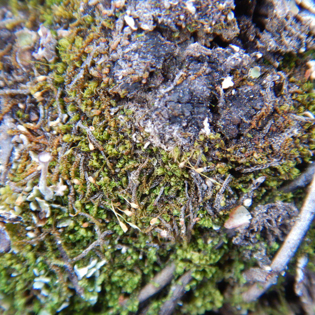 Small Mousetail Moss from Yukon, YT, Canada on October 2, 2020 at 02:12 ...