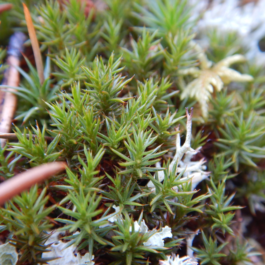 juniper haircap moss from Yukon, YT, Canada on October 2, 2020 at 02:20 ...