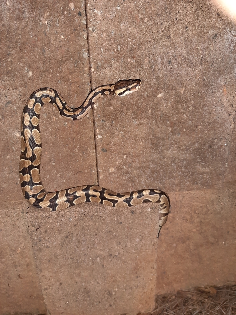 Ball Python from Lawrenceville, GA 30043, USA on October 13, 2020 at 08 ...