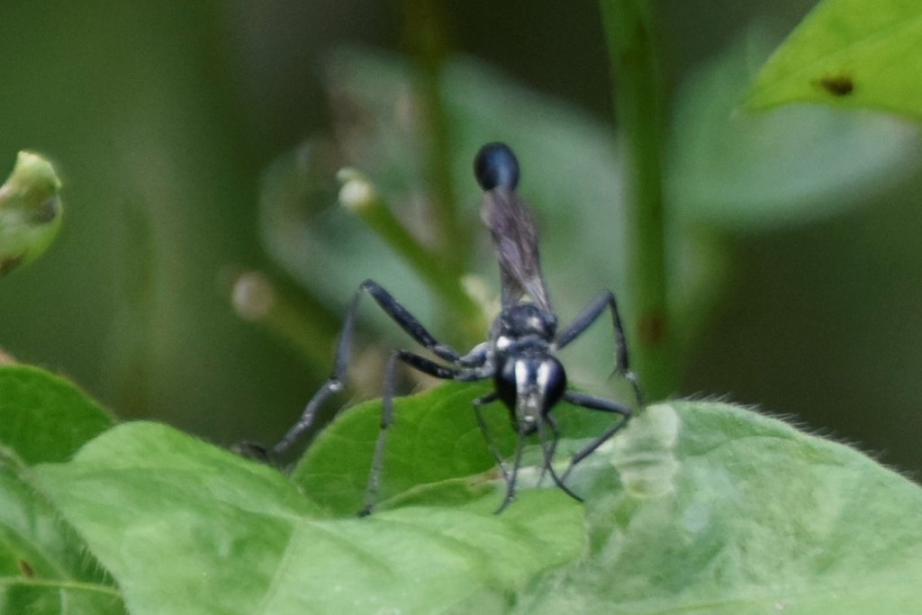 Gold-marked Thread-waisted Wasp from Caravelle Ranch WMA on October 13 ...