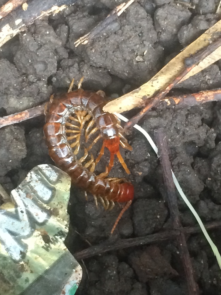 Red Centipedes from 日本、〒140-0003 東京都品川区八潮 on October 14, 2020 by i164 ...