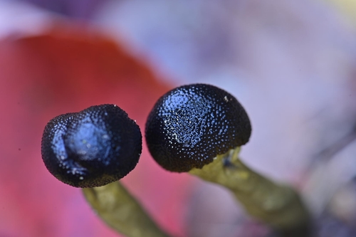 Drumstick Truffleclub (Tolypocladium capitatum)