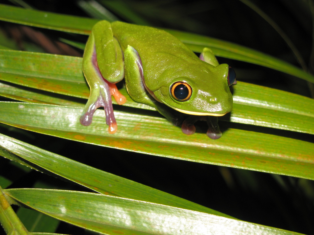 Blue-sided Tree Frog in May 2014 by Andy Pearce 🇺🇦🕊 · iNaturalist