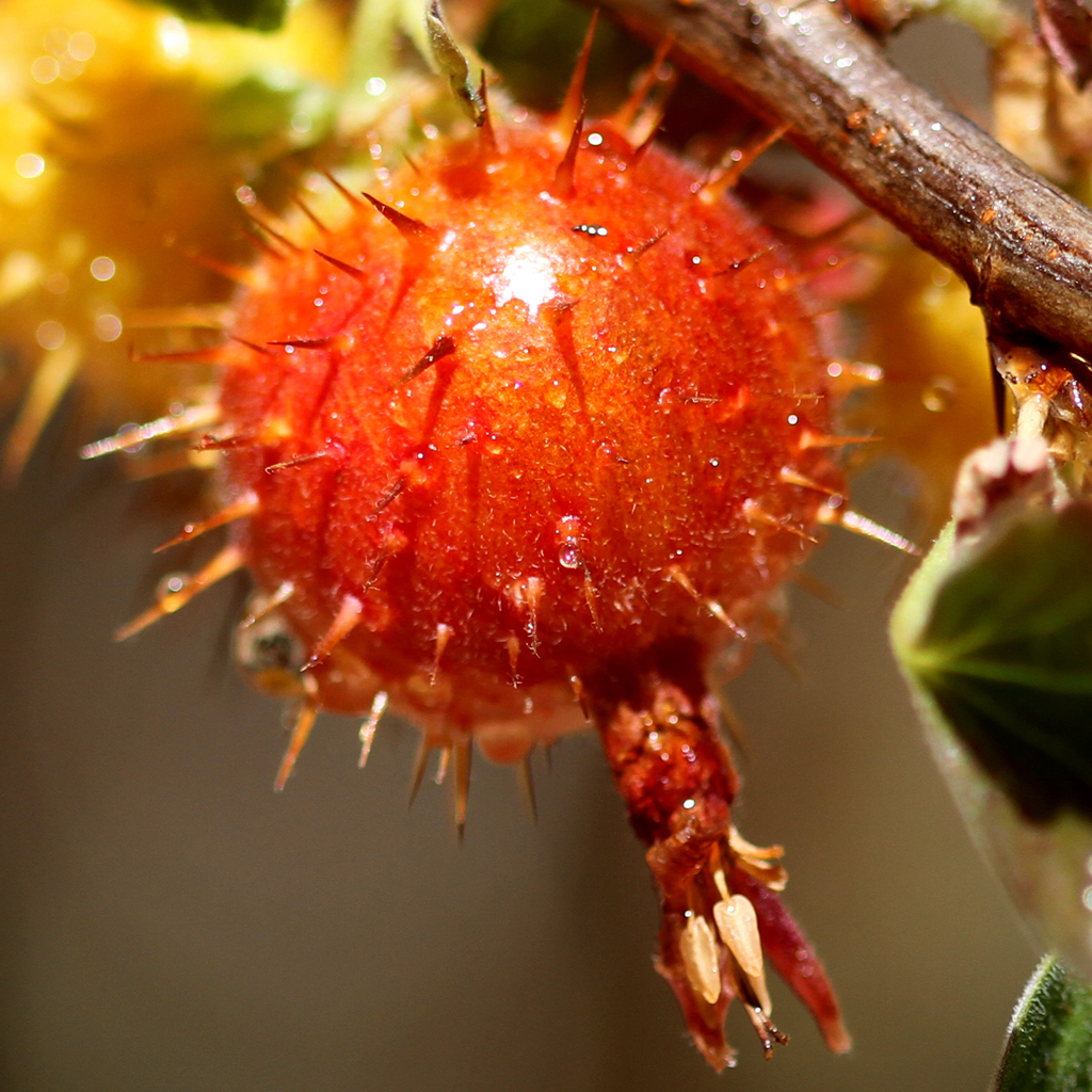 Hillside Gooseberry (Plants of Samuel P. Taylor State Park) · iNaturalist