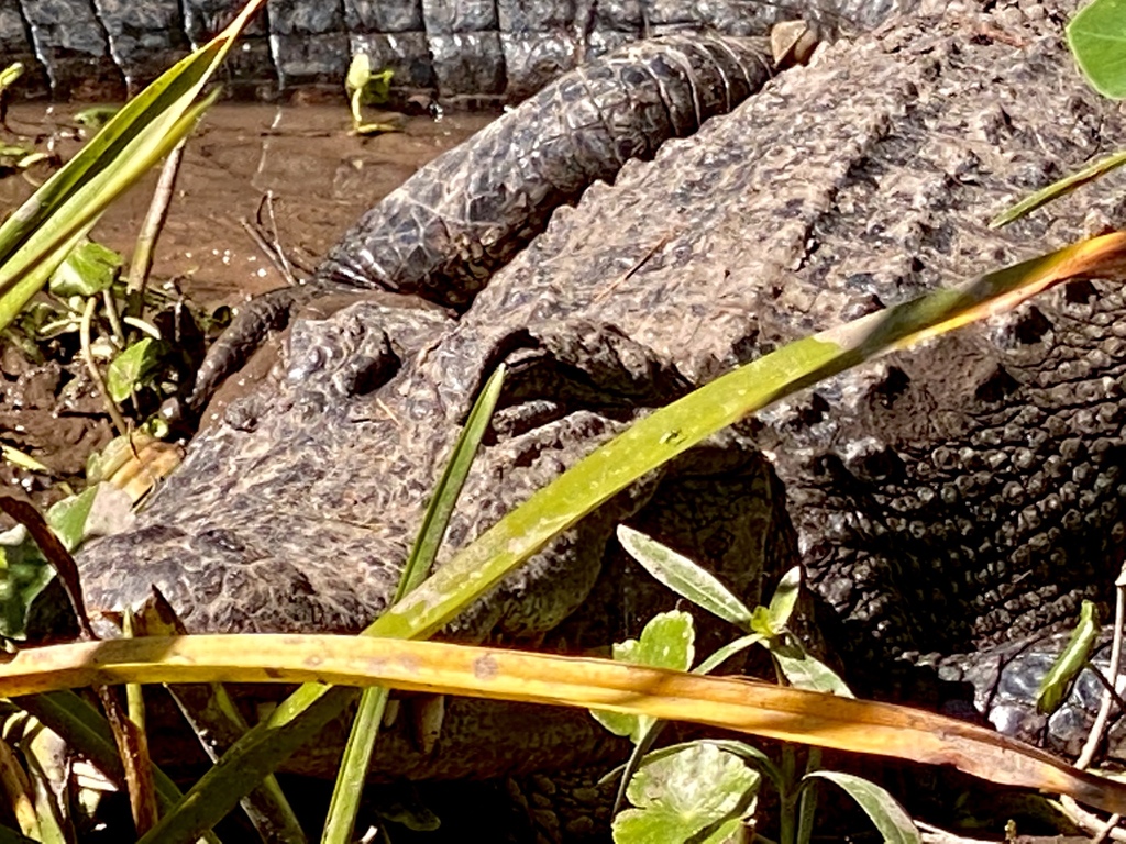 American Alligator from University of Louisiana at Lafayette, Lafayette ...