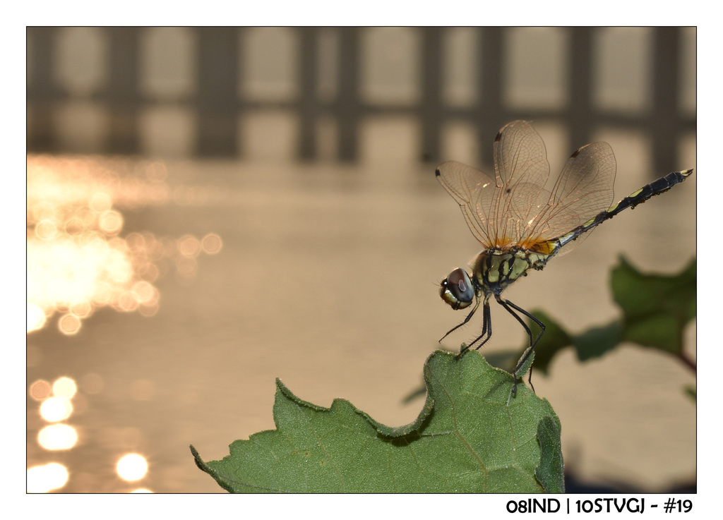 Dancing Dropwing in September 2020 by urvishbushgami · iNaturalist