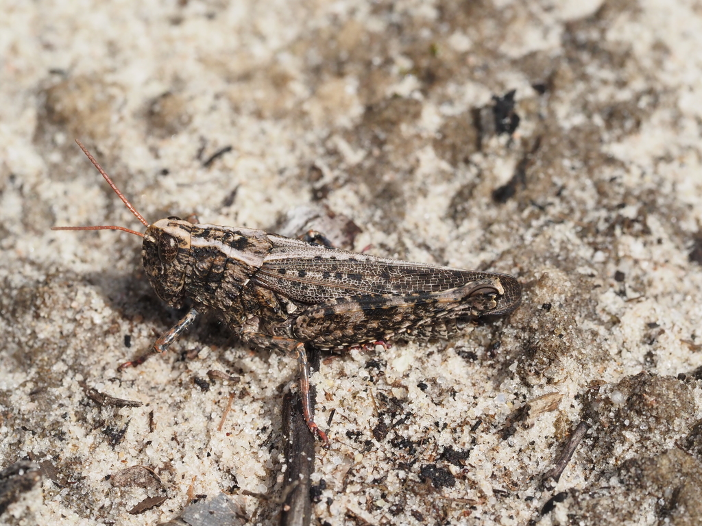Apotropis vittata from Ngarkat SA 5302, Australia on September 26, 2020 ...