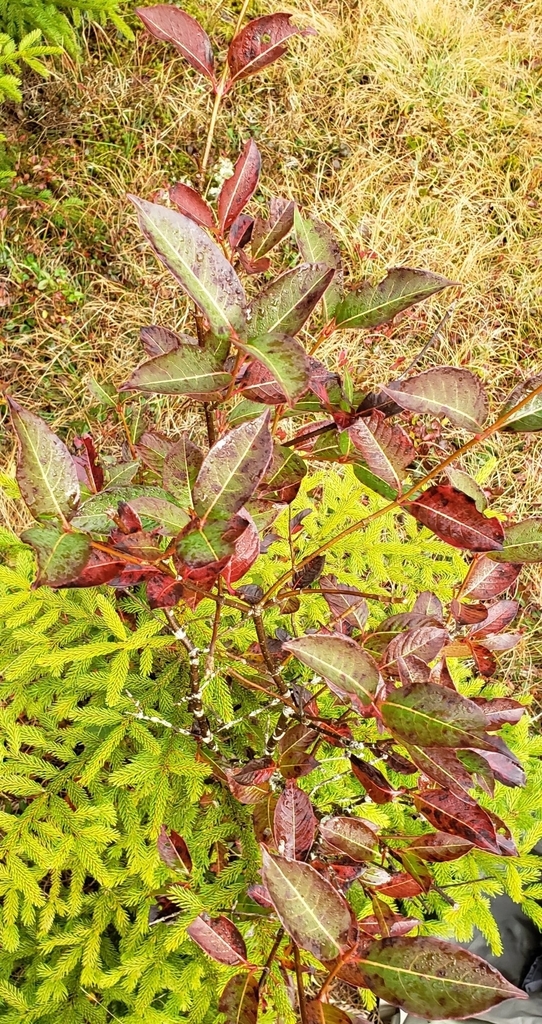 northern wild raisin from Dry Fork, WV, USA on October 04, 2020 at 08: ...