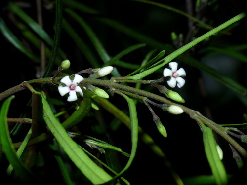 Variety Parsonsia capsularis tenuis · iNaturalist