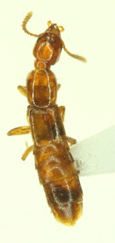 Atrecus punctiventris · iNaturalist