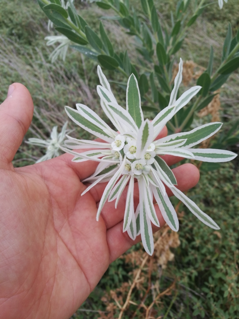 snow-on-the-prairie (Nash Prairie Plants List) · iNaturalist