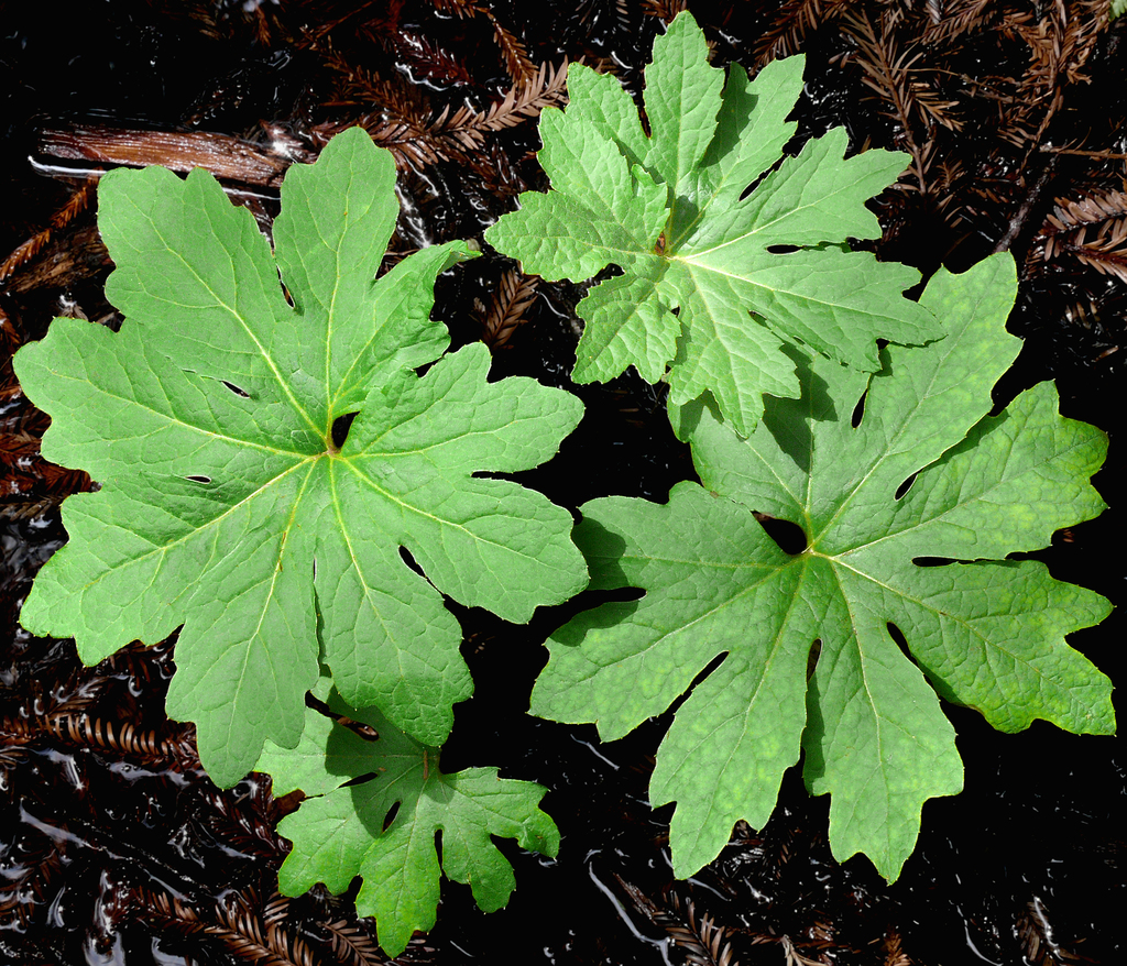 western sweet coltsfoot (Memorial Park Guide) · iNaturalist