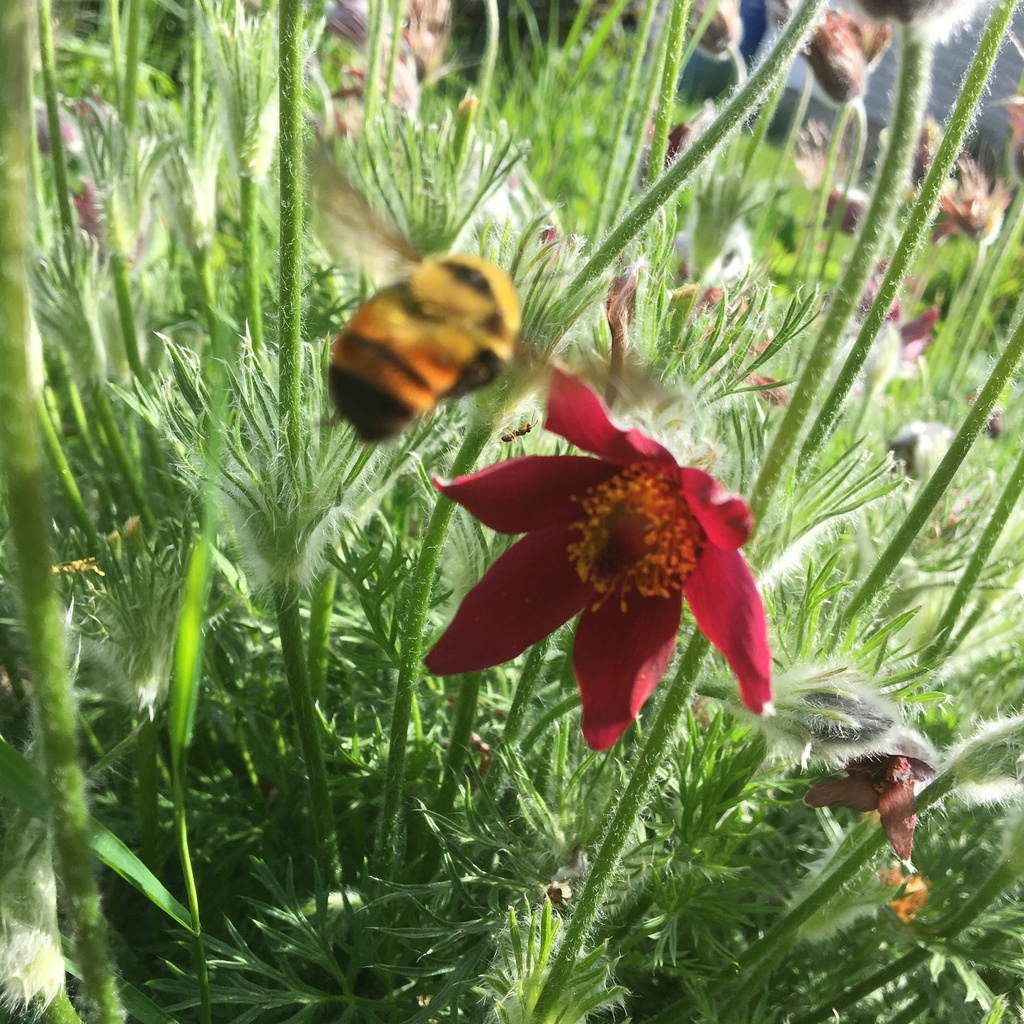 Red-belted Bumble Bee from Douglasdale, Calgary, AB T2Z, Canada on June ...