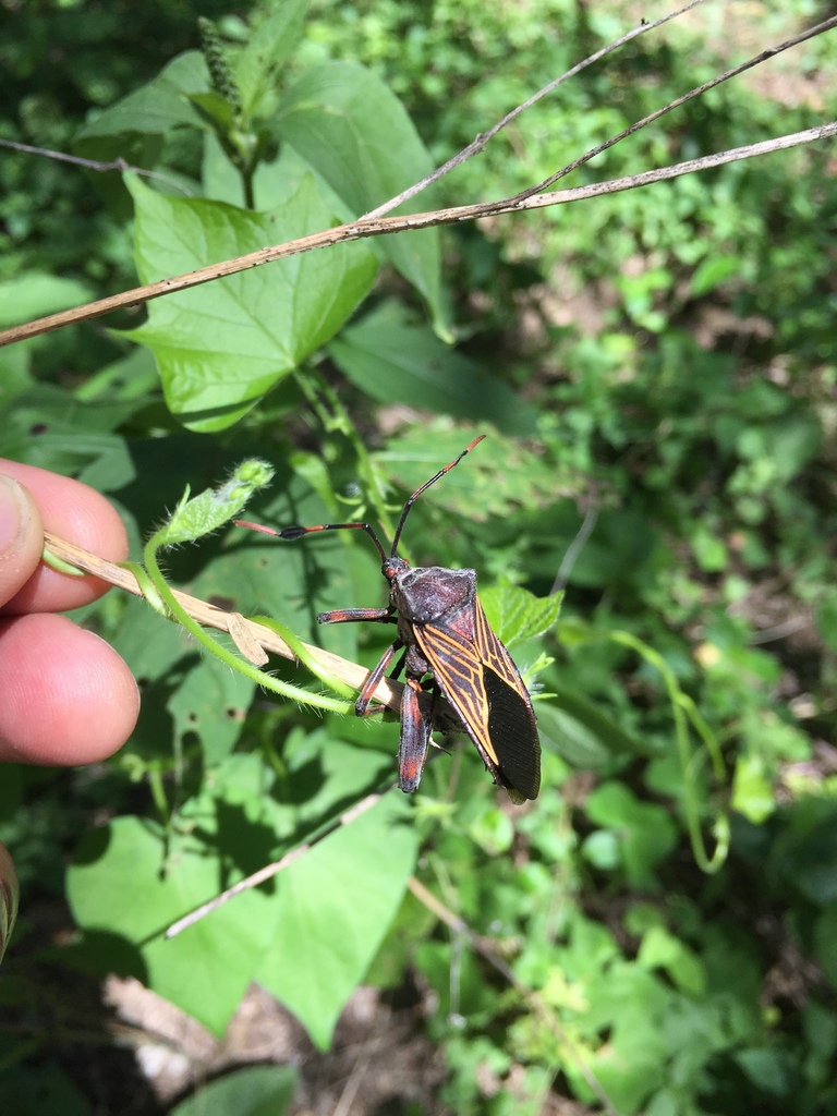 Giant Mesquite Bug from Tumacacori National Historical Park, Santa Cruz ...
