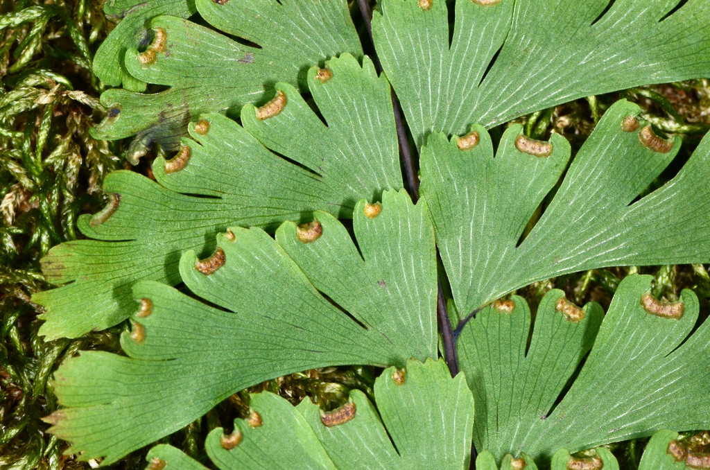five-fingered fern (Flora of the Jenner Headlands Preserve: Monocots ...