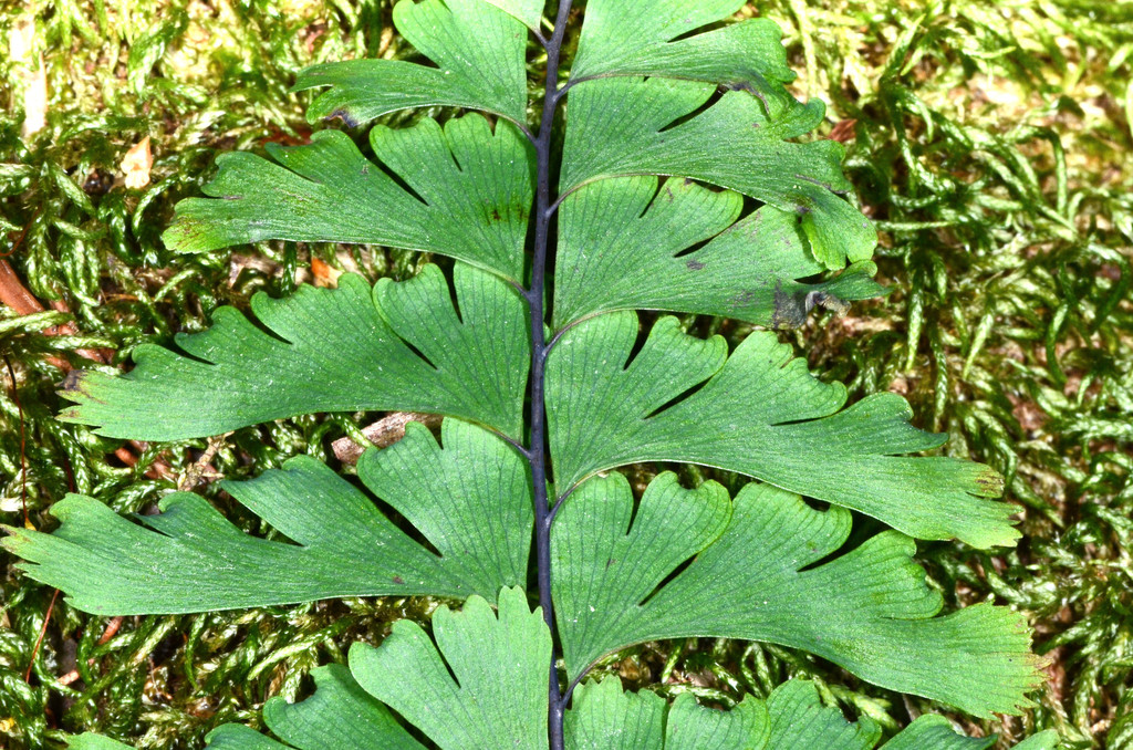 five-fingered fern (Flora of the Jenner Headlands Preserve: Monocots ...