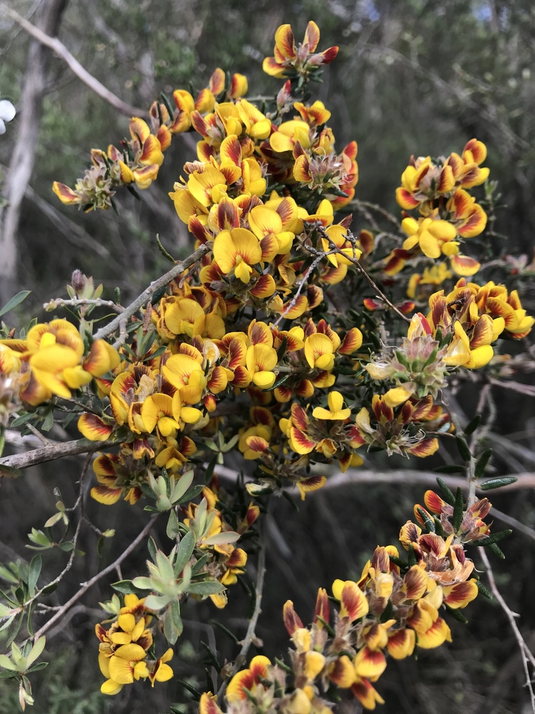 Common Aotus from Old Manna Track, Cranbourne, VIC, AU on October 14 ...