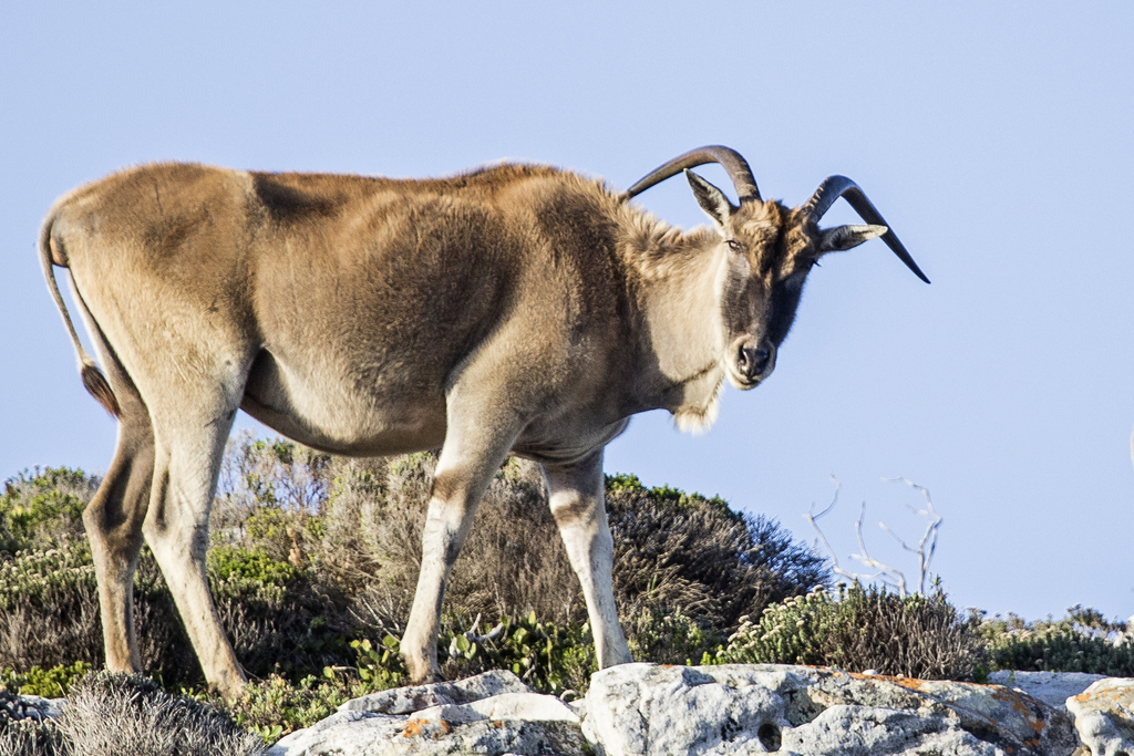 Spiral-horned Antelopes (Tragelaphini) - Know Your Mammals
