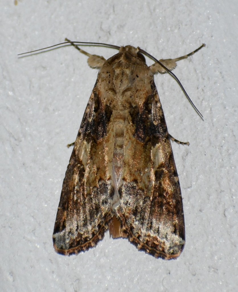 Velvet Armyworm Moth (Mariposas Noctuidae ocorrentes no Rio Grande do ...