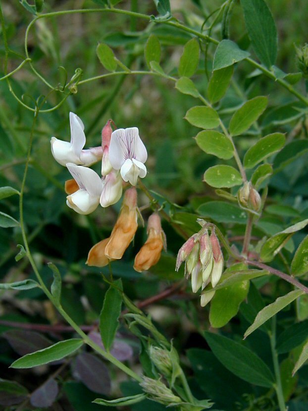 Pacific pea (Jack London State Park) · iNaturalist