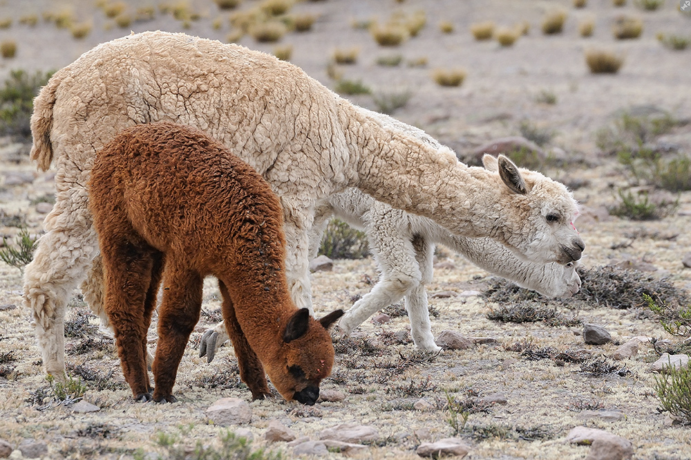 Alpaca from Caylloma Province, Peru on May 26, 2017 by Bernd Dietrich · iNaturalist