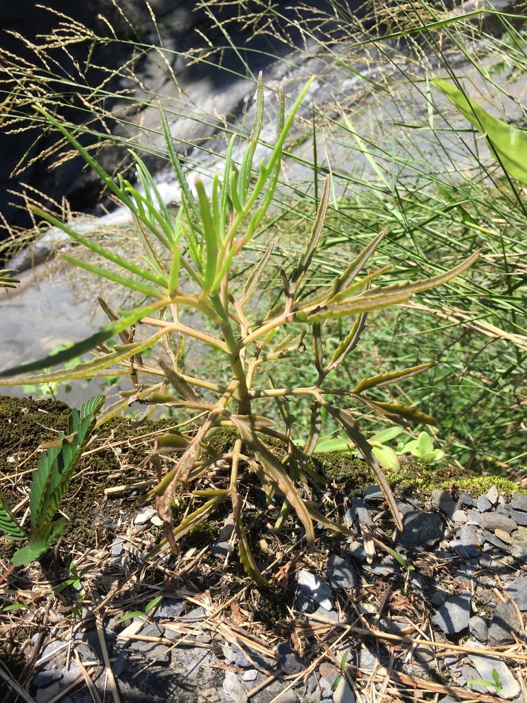 (Kalanchoe ceratophylla) - Botanical Realm