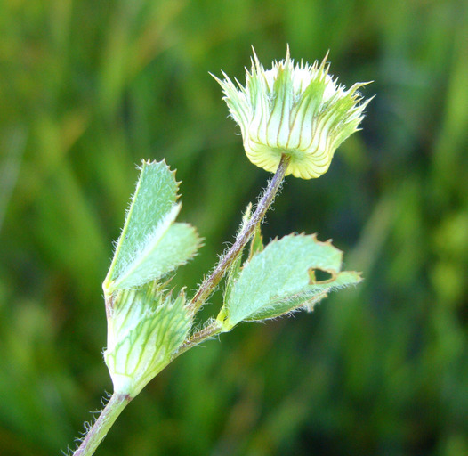 thimble clover (Plants of Samuel P. Taylor State Park) · iNaturalist
