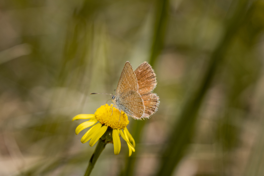 Tsomo Blue from Amatole, South Africa on October 12, 2020 at 12:17 PM ...