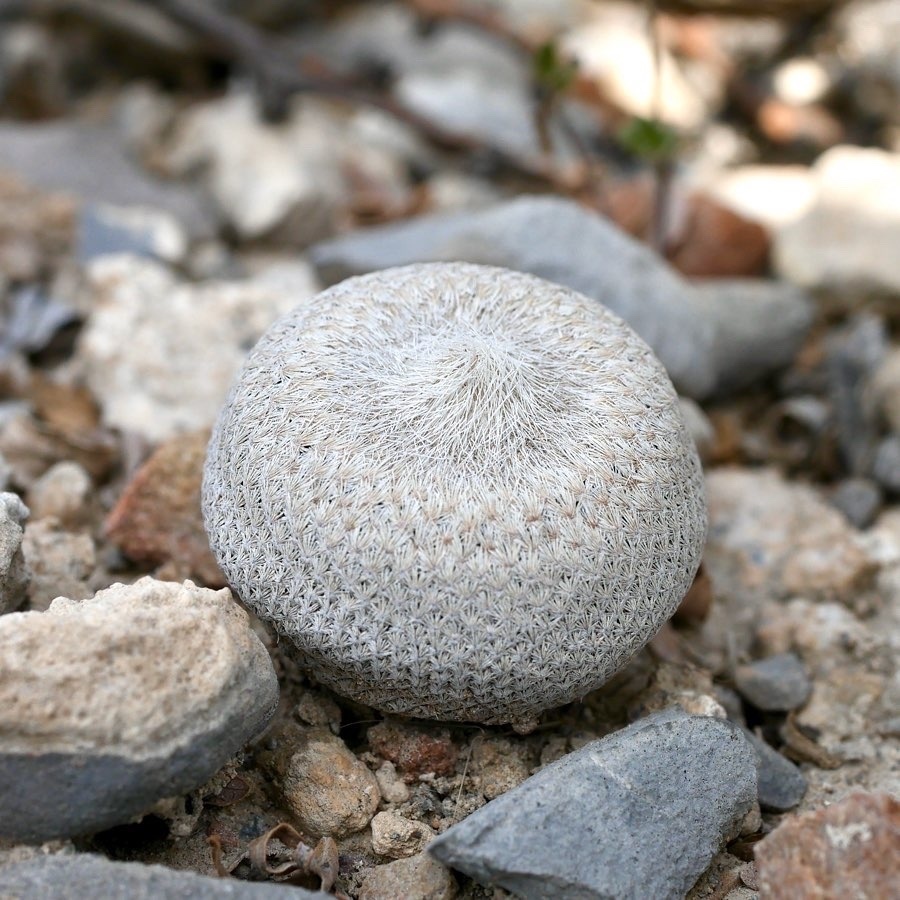 Boke's Button Cactus in March 2020 by Stefan · iNaturalist