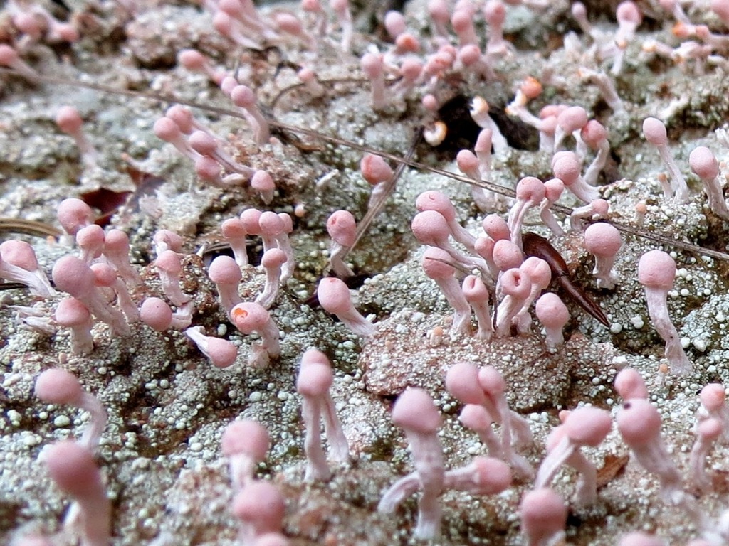 Pink Earth Lichen (Fungi of Massachusetts) · iNaturalist