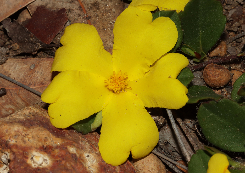 Hibbertia hortiorum in October 2020 by Tim Hammer. Hibbertia hortiorum ...