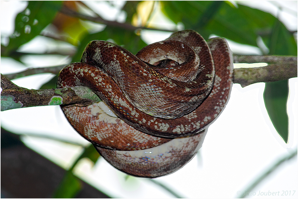 Garden Tree Boa in May 2017 by Jaco Joubert · iNaturalist