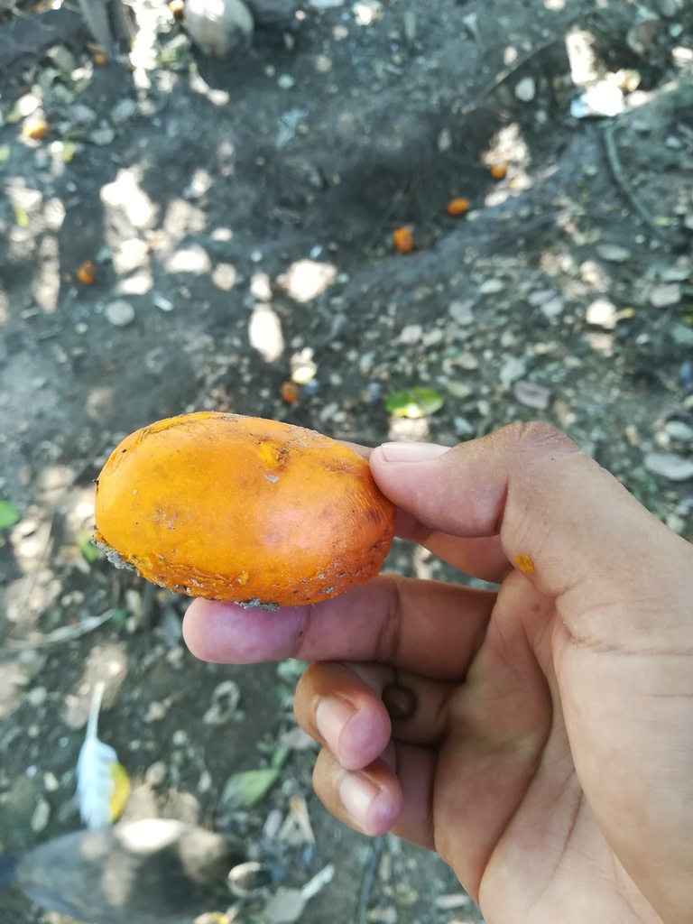 Couepia polyandra from Emiliano Zapata, Tab., México on October 12 ...