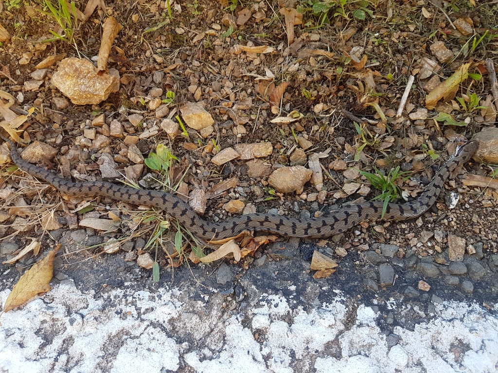 Asp Viper in October 2020 by Yuri M. Couldn't take a better picture of ...