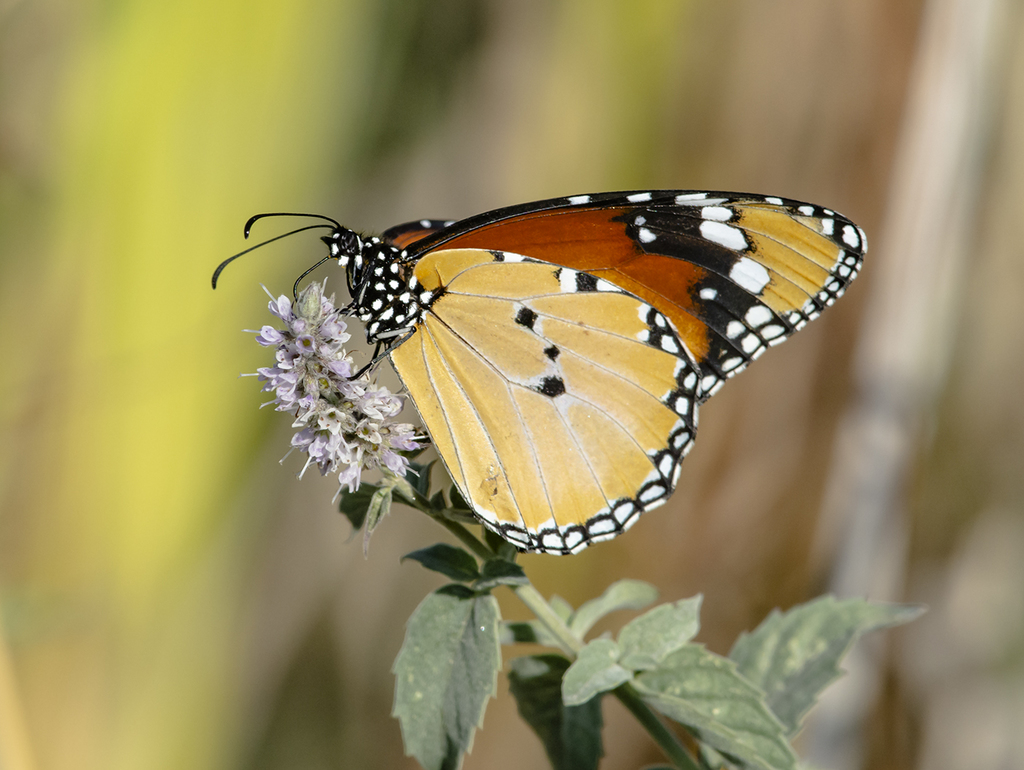 Plain Tiger Butterfly (insects of mumbai) · iNaturalist